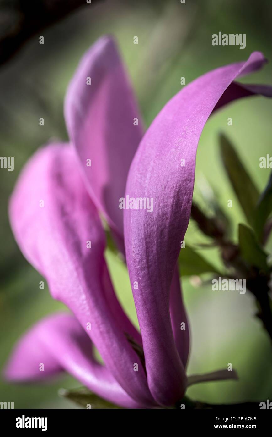 Newly Opened Flower High Resolution Stock Photography and Images - Alamy