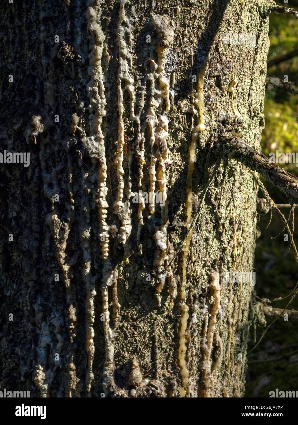 a drop of resin on a dried tree of gray color, resin flows from a ...