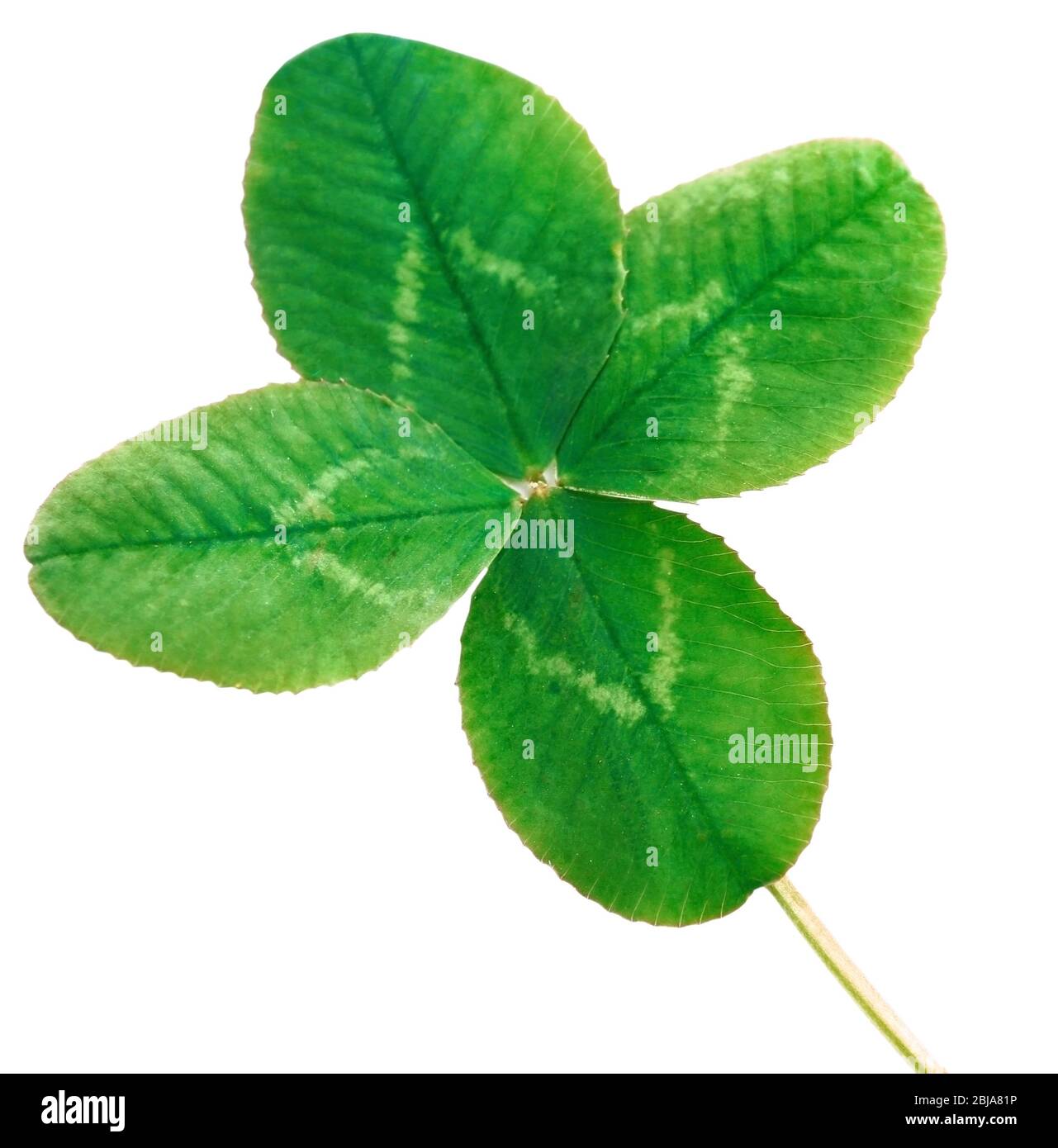 Clover four leaf, isolated on white Stock Photo - Alamy