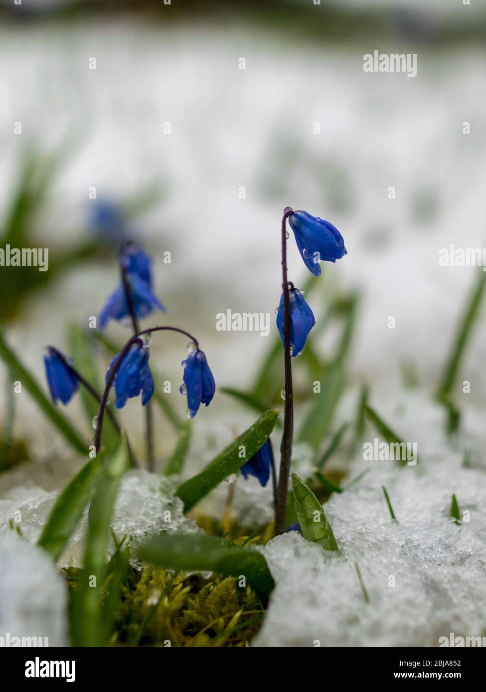 picture with the first spring flowers in the snow, the first spring ...