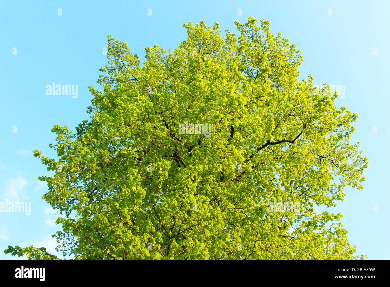Big leafy trees hi-res stock photography and images - Alamy