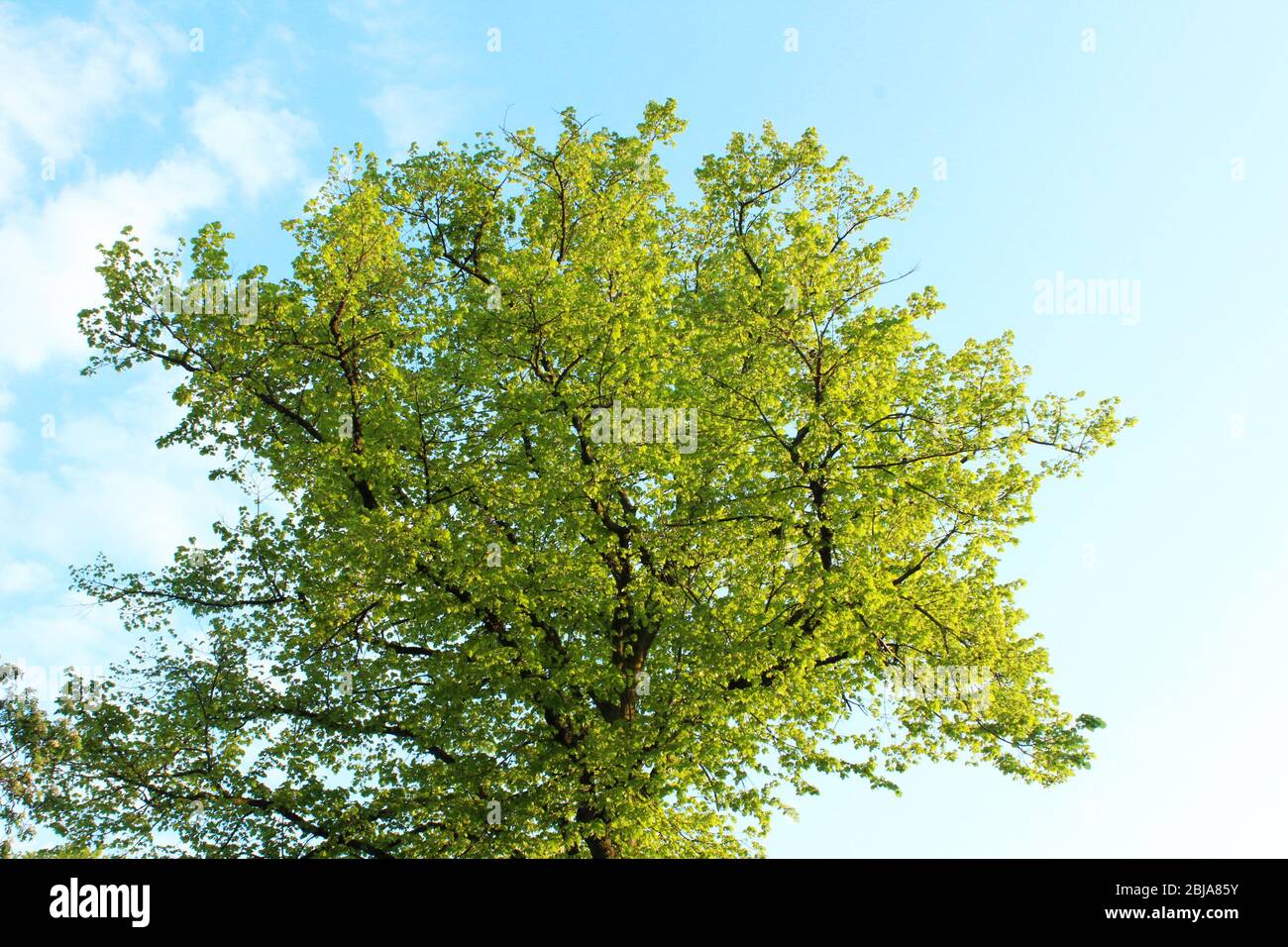 Big green tree against a blue sky in Manchester, England Stock Photo ...