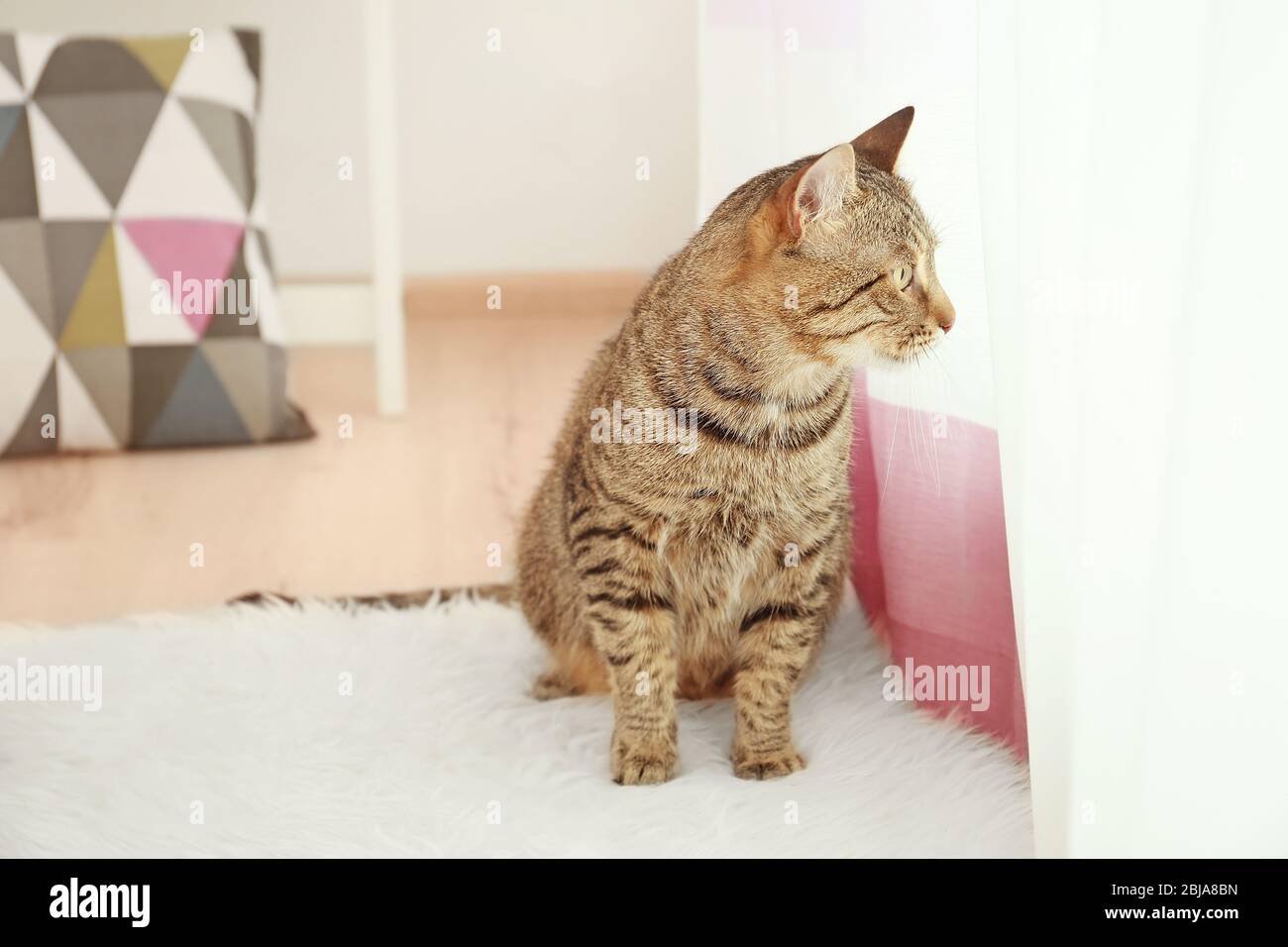 Tabby cat sitting on white fluffy rug Stock Photo - Alamy
