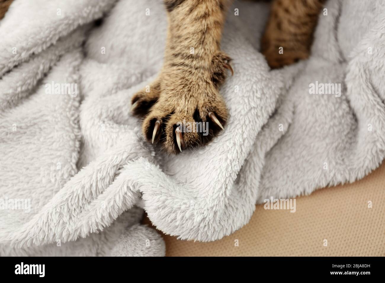 Tabby cat paw and plaid Stock Photo - Alamy
