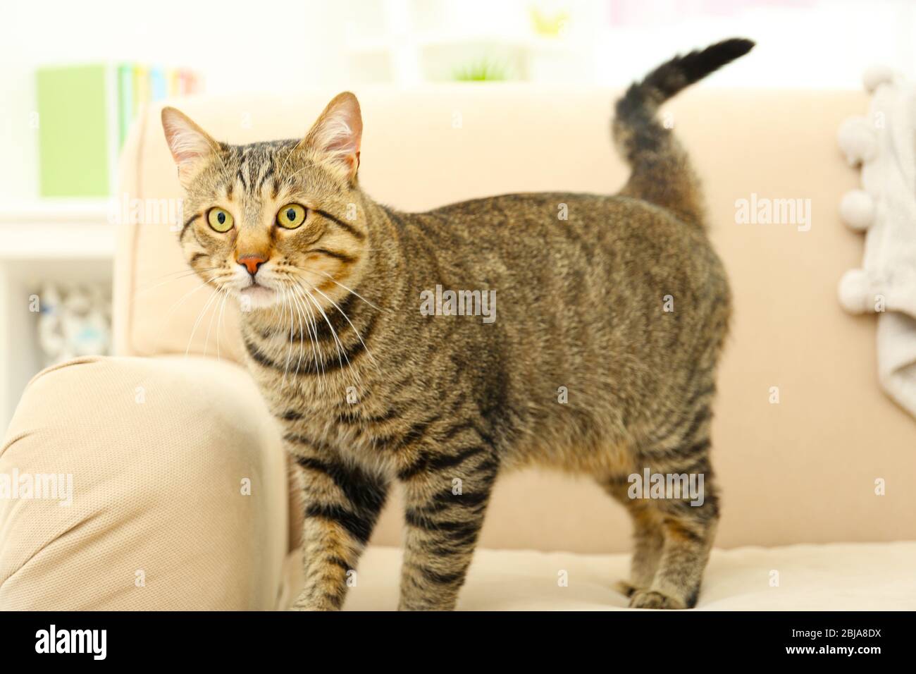 Curious tabby cat on beige sofa Stock Photo - Alamy