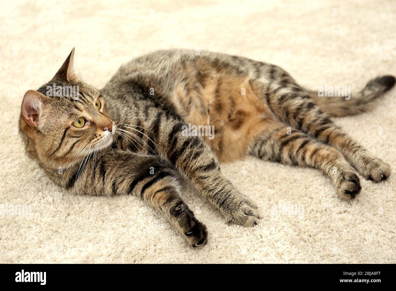 Grey tabby cat lying on beige carpet Stock Photo - Alamy