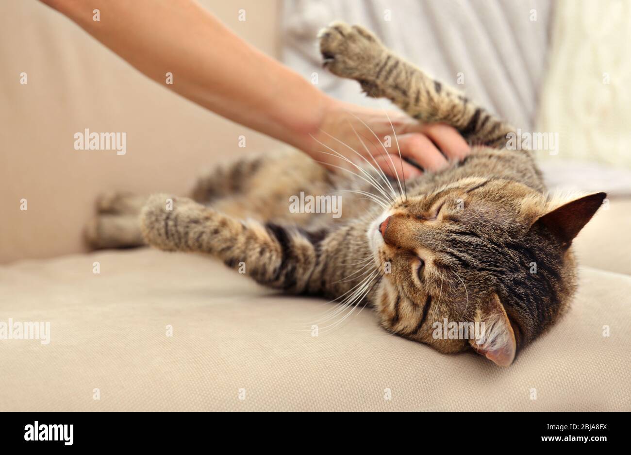 Male hand fussing grey tabby cat lying on beige sofa Stock Photo - Alamy