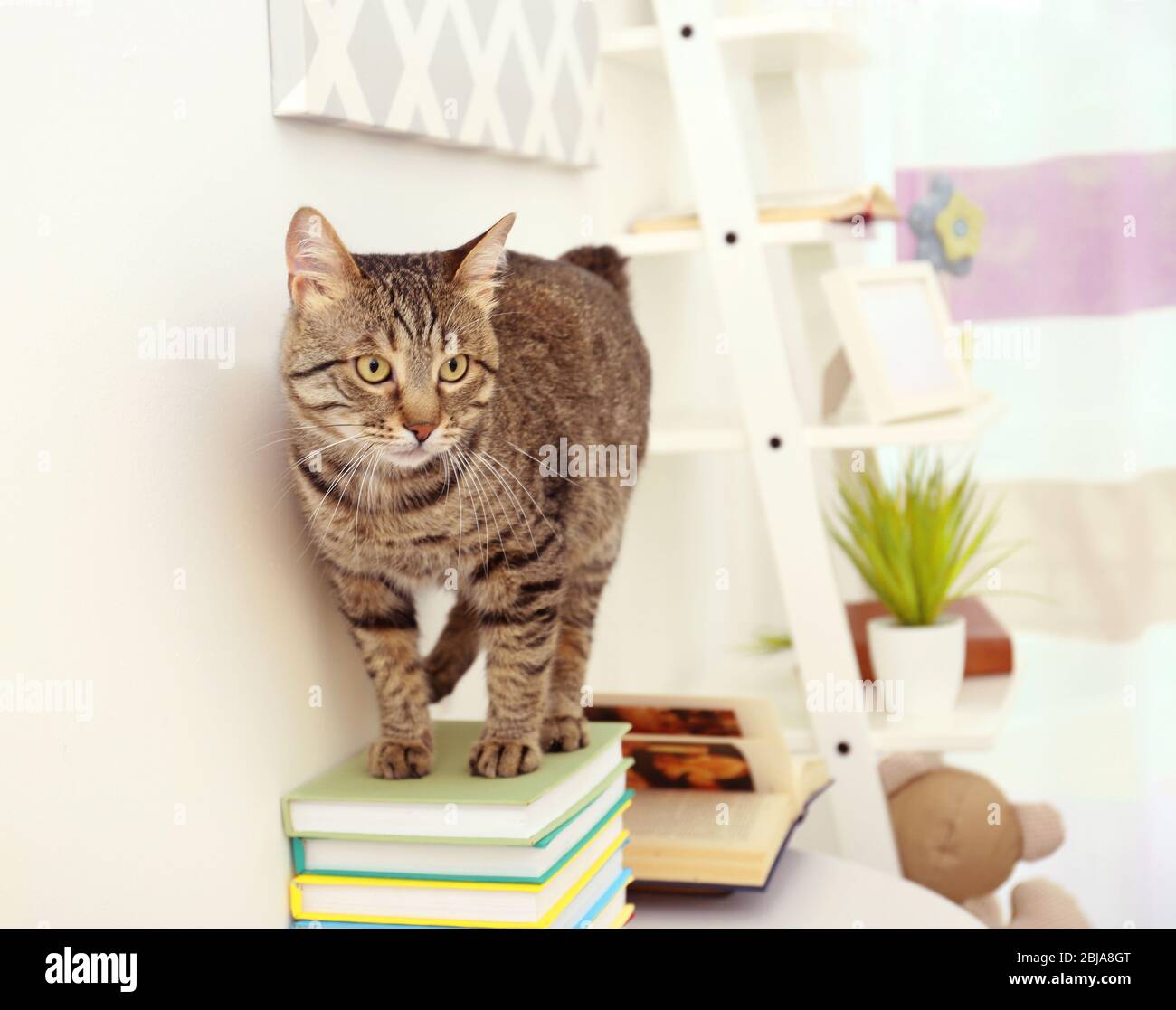 Grey tabby cat on table with books near white wall Stock Photo - Alamy
