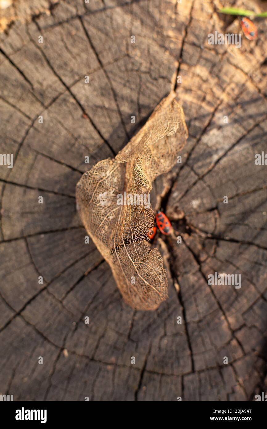 Skeleton leaf beetle hi-res stock photography and images - Alamy