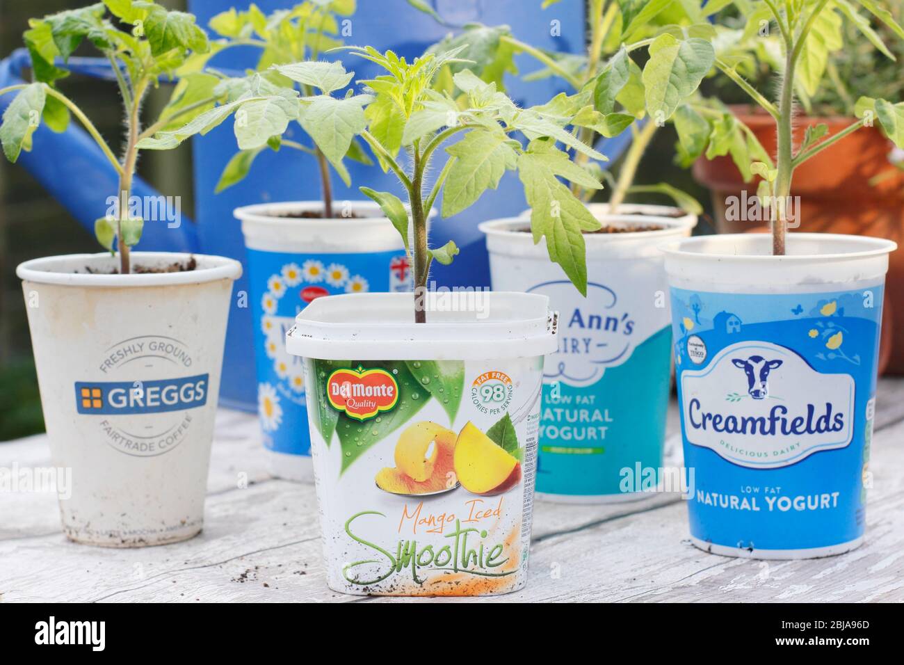 Yoghurt plant hi-res stock photography and images - Alamy