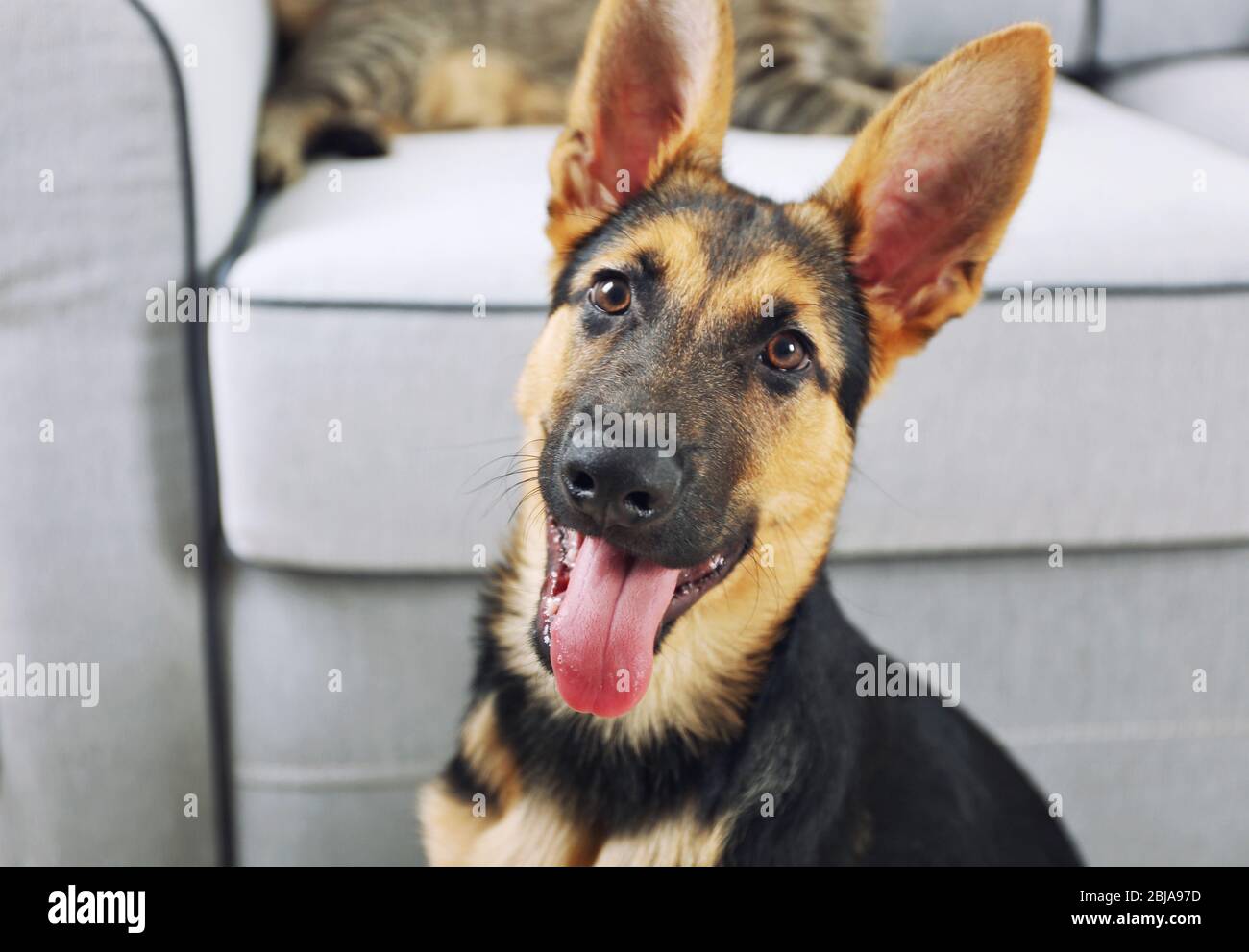 Cute dog shepherd at home Stock Photo - Alamy
