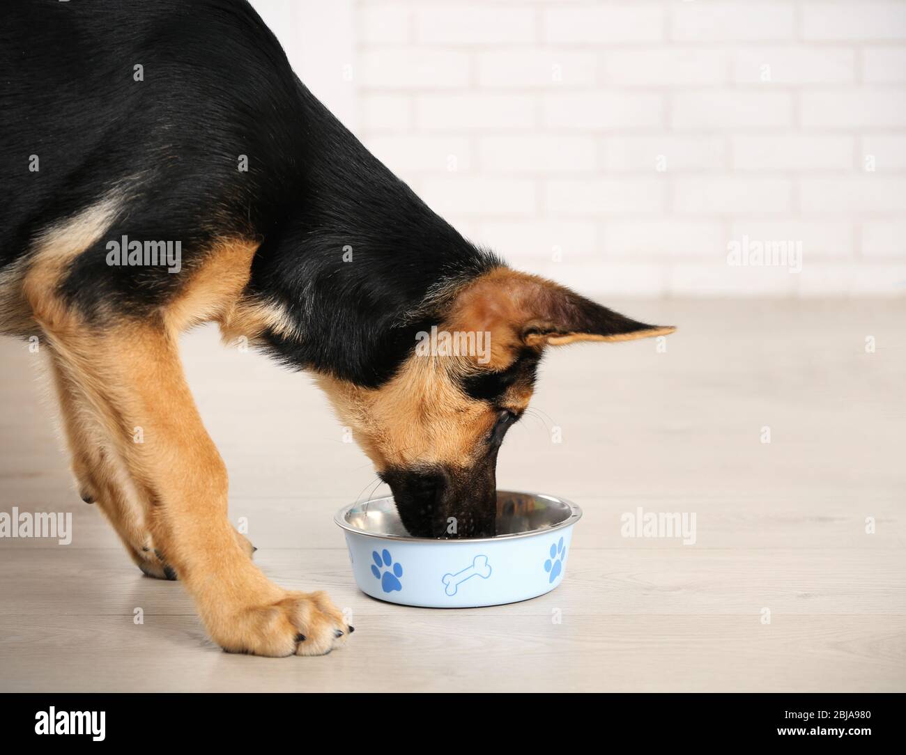 Cute dog shepherd eating food Stock Photo - Alamy