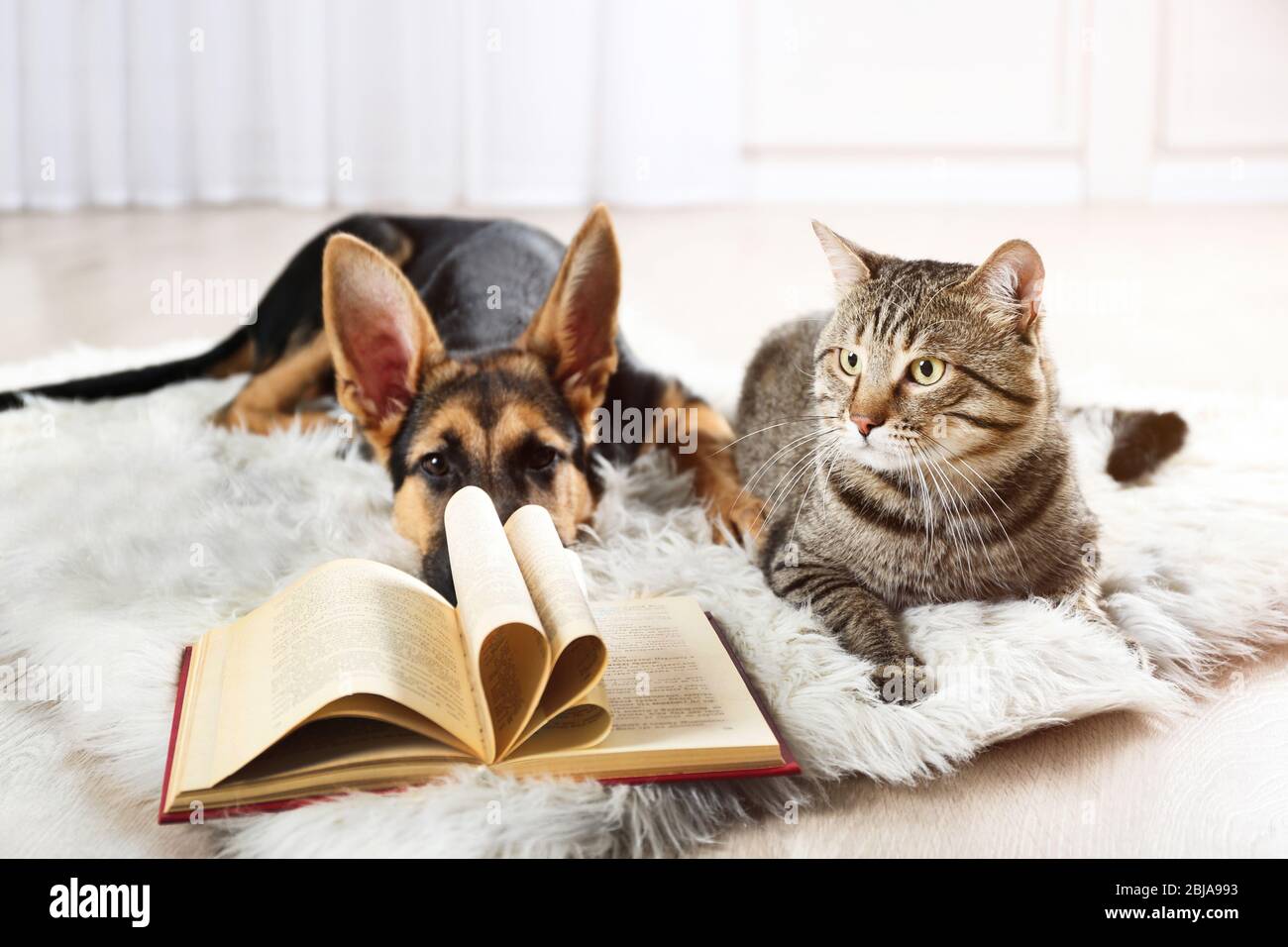 Dog And Cat Reading