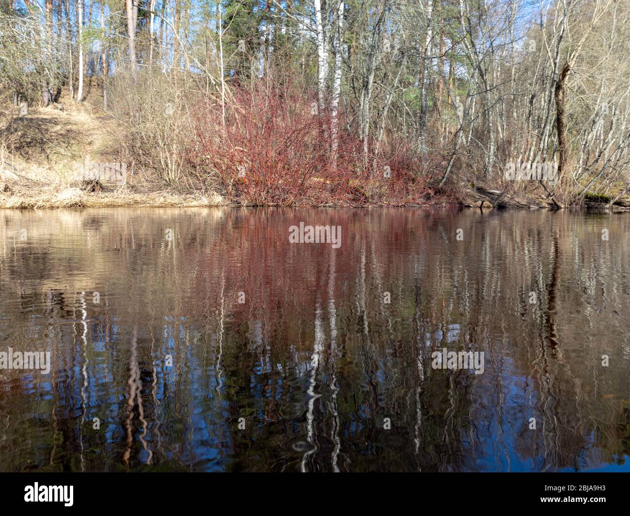 abstract picture with colorful shrubs in the bush, beautiful texture ...