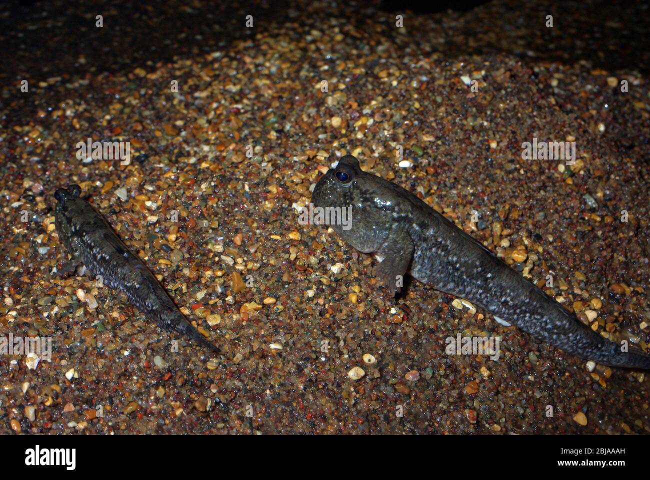 Dwarf indian mudskipper, Periophthalmus novemradiatus Stock Photo - Alamy