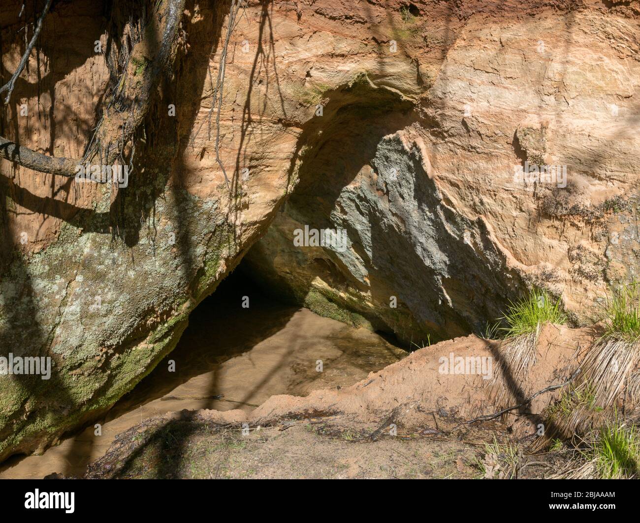 picture with a sandstone wall and tree roots, a cave covered with moss ...