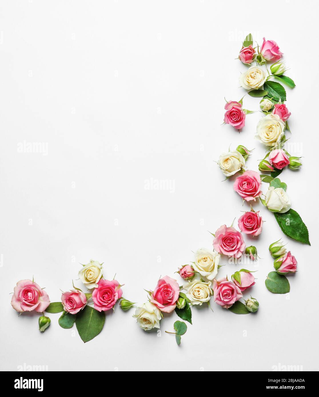 Assorted roses heads on white background Stock Photo - Alamy