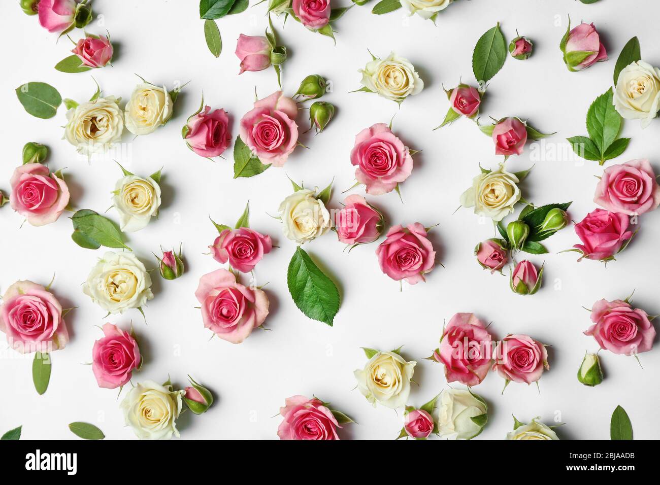 Assorted roses heads on white background Stock Photo - Alamy