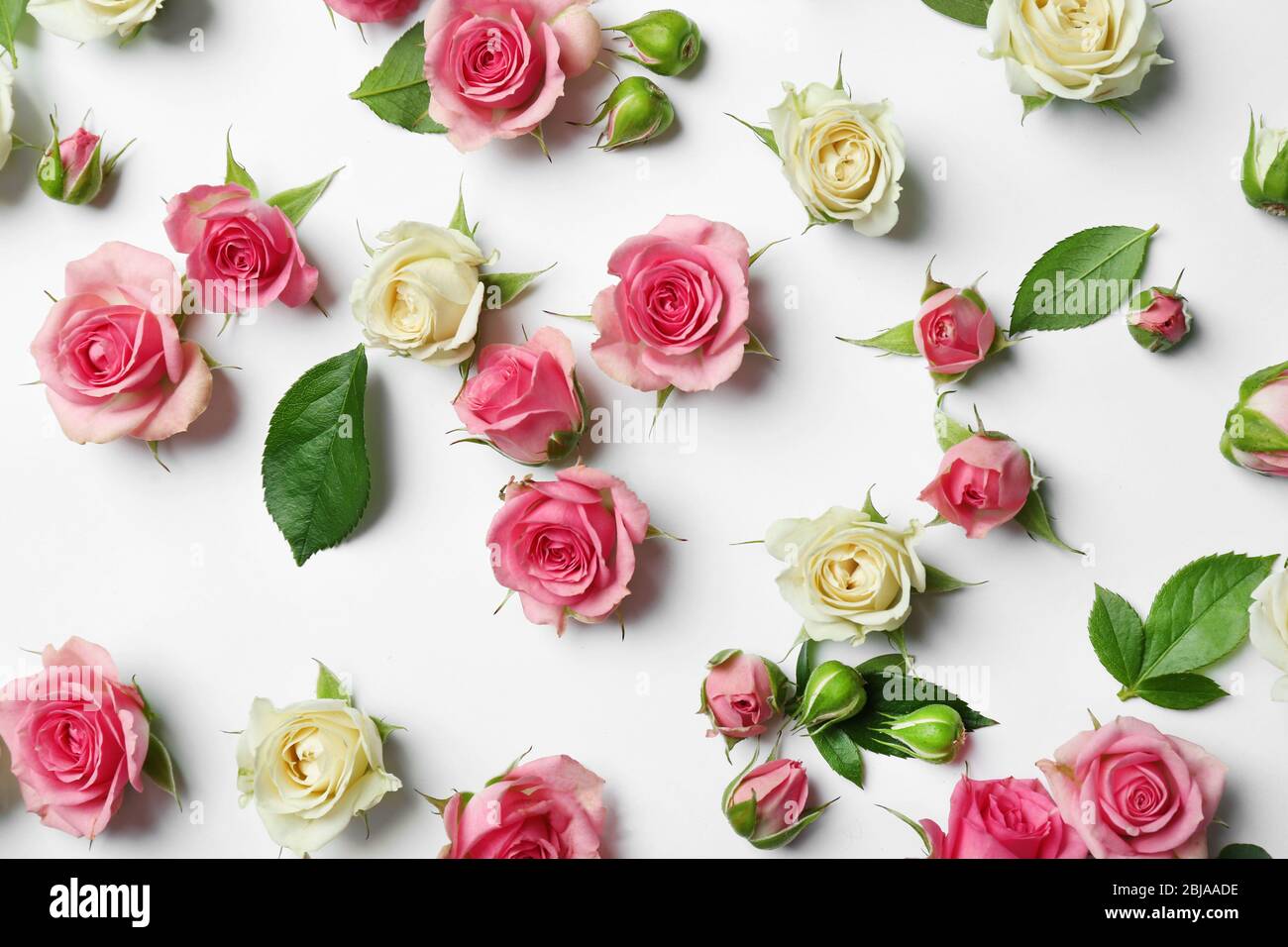 Assorted roses heads on white background Stock Photo - Alamy