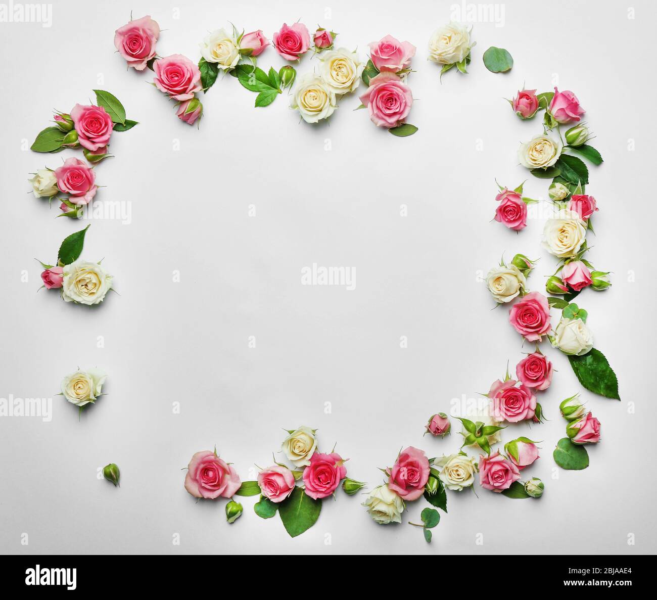 Assorted roses heads on white background Stock Photo - Alamy