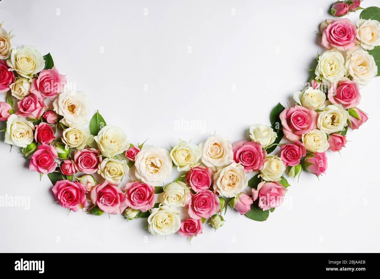 Assorted roses heads on white background Stock Photo - Alamy