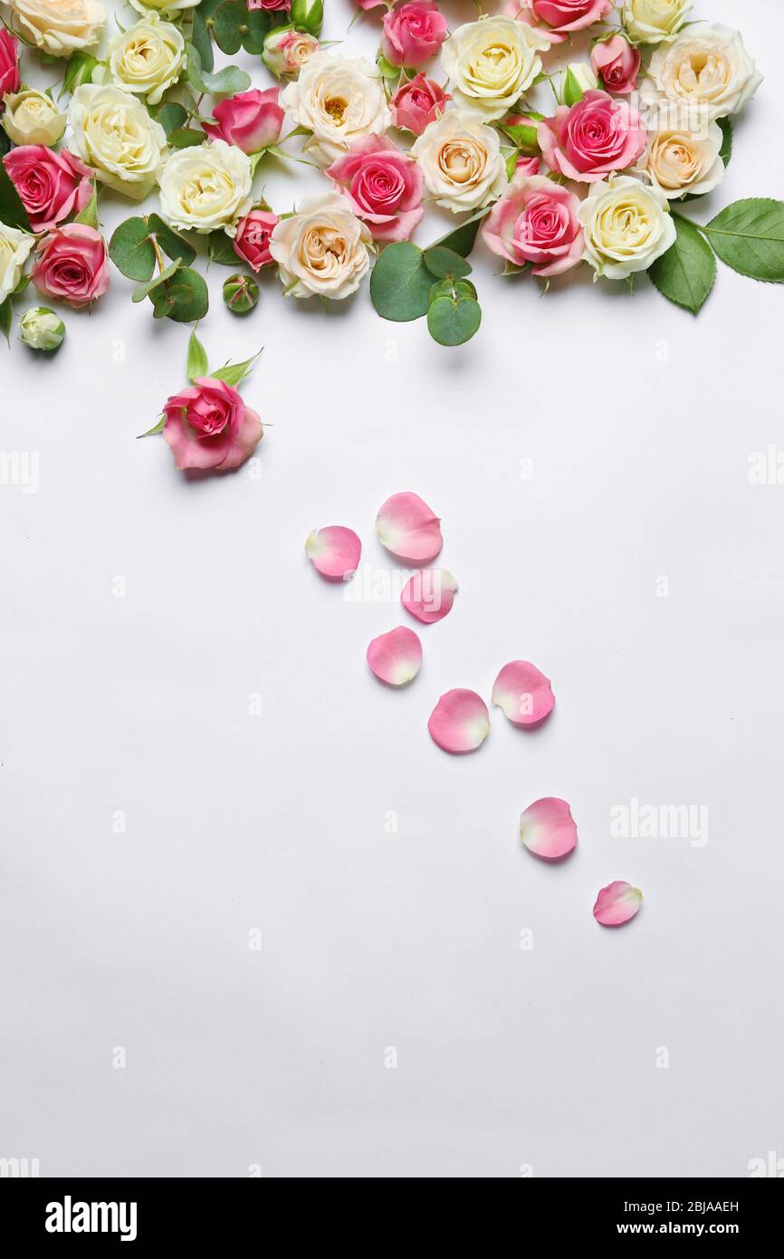 Assorted roses heads on white background Stock Photo - Alamy