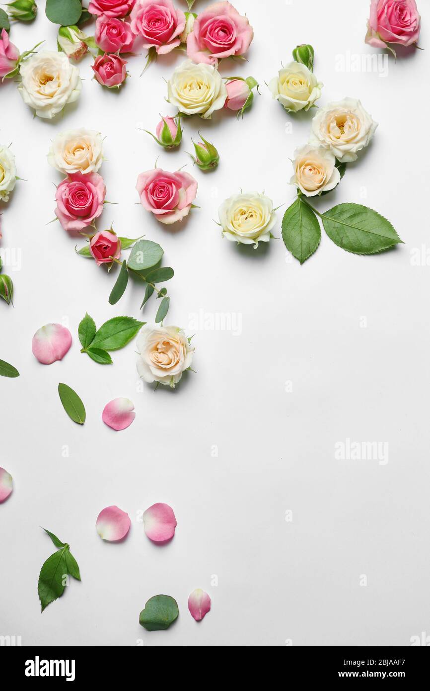 Assorted roses heads on white background Stock Photo - Alamy