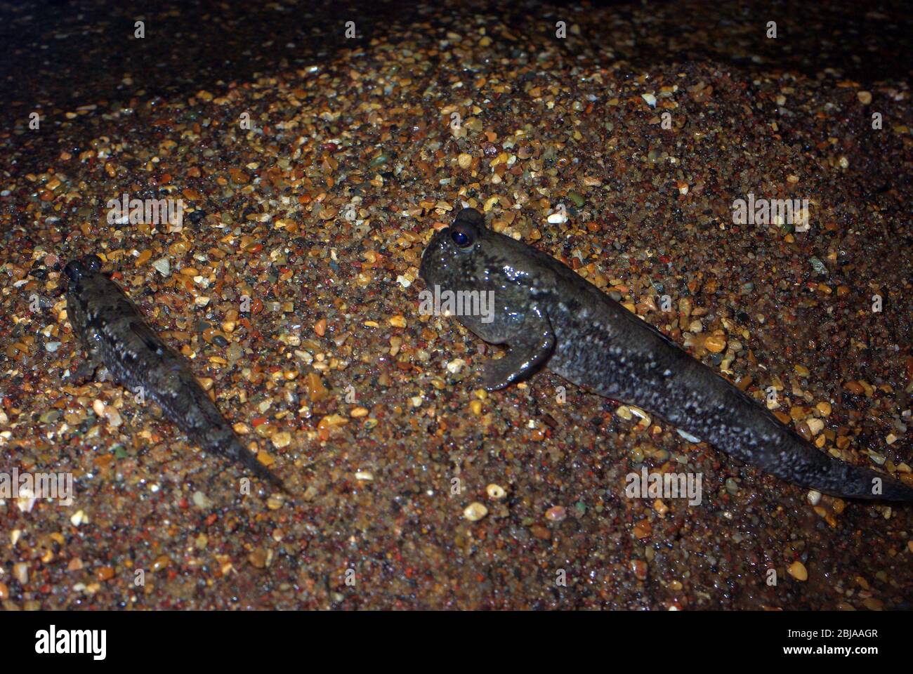 Dwarf indian mudskipper, Periophthalmus novemradiatus Stock Photo - Alamy