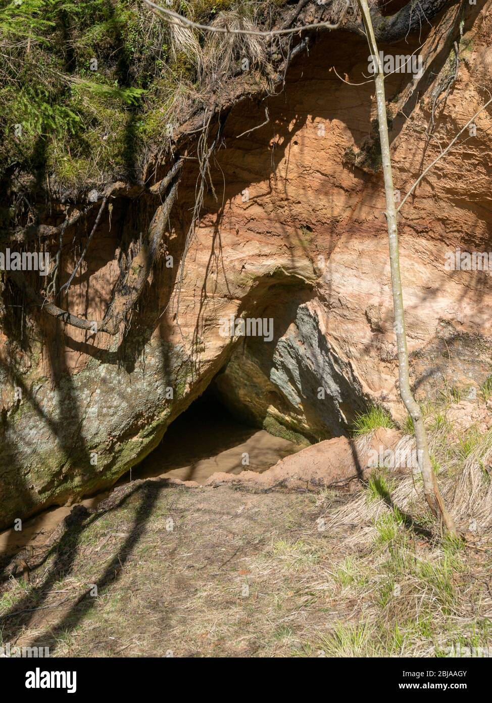 picture with a sandstone wall and tree roots, a cave covered with moss ...