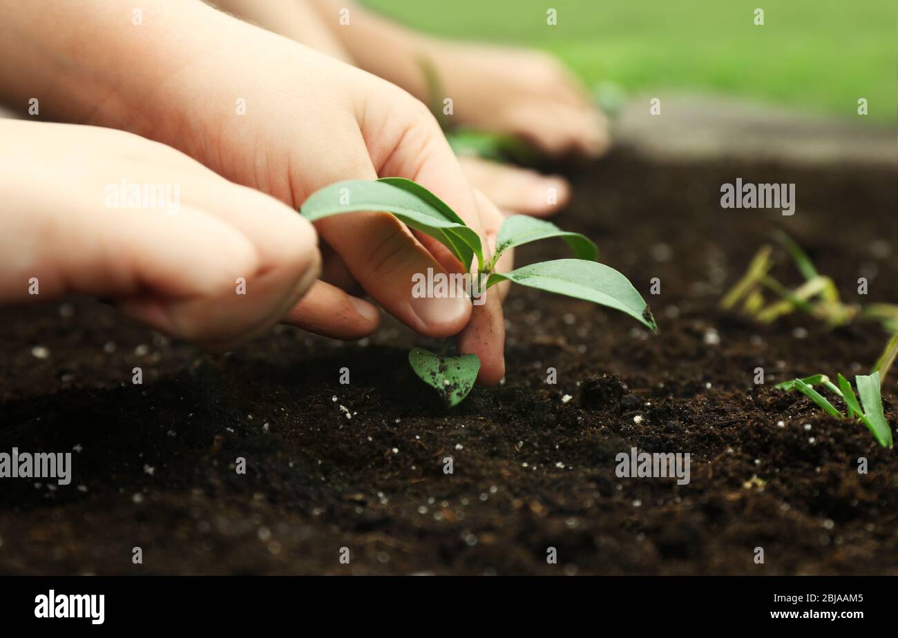 Kids planting seedlings in soil Stock Photo - Alamy