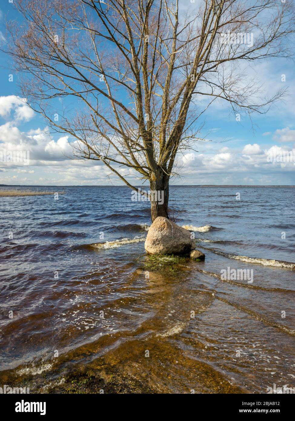 lonely tree and stones in the lake, wind and waves crash against the ...