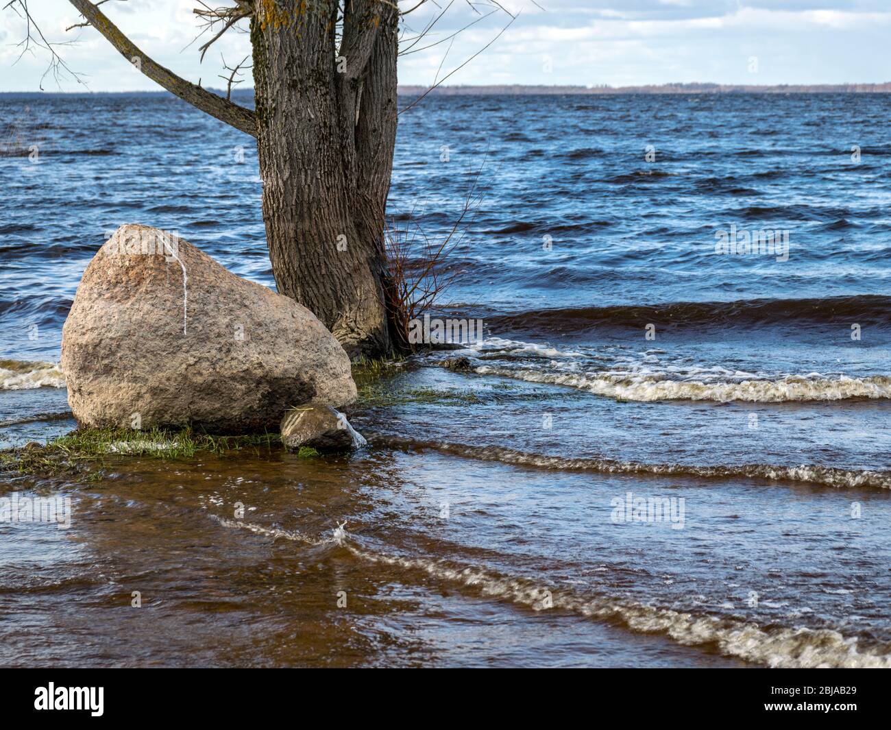 lonely tree and stones in the lake, wind and waves crash against the ...