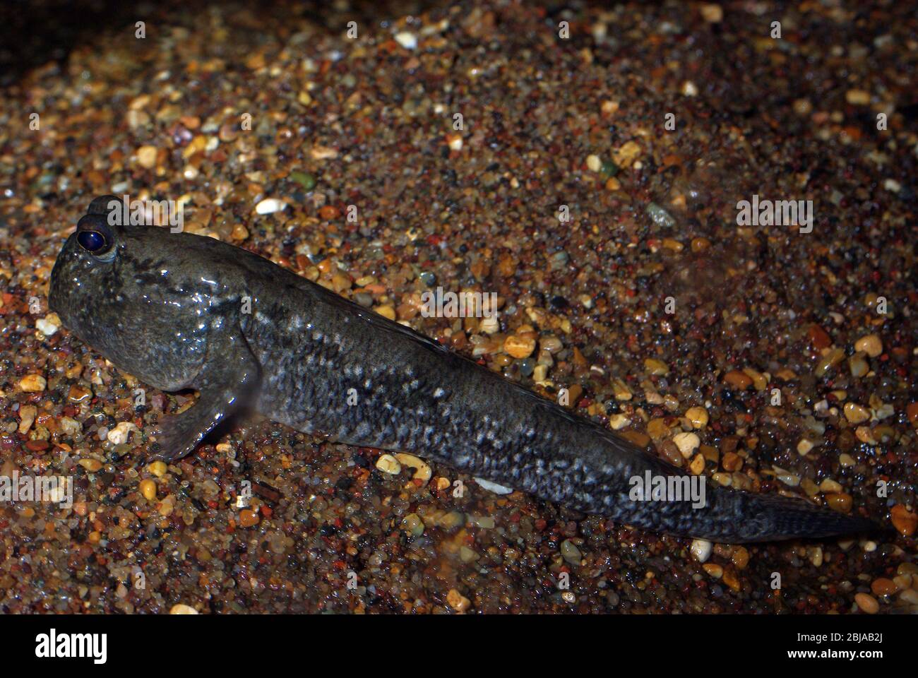Dwarf indian mudskipper, Periophthalmus novemradiatus Stock Photo - Alamy