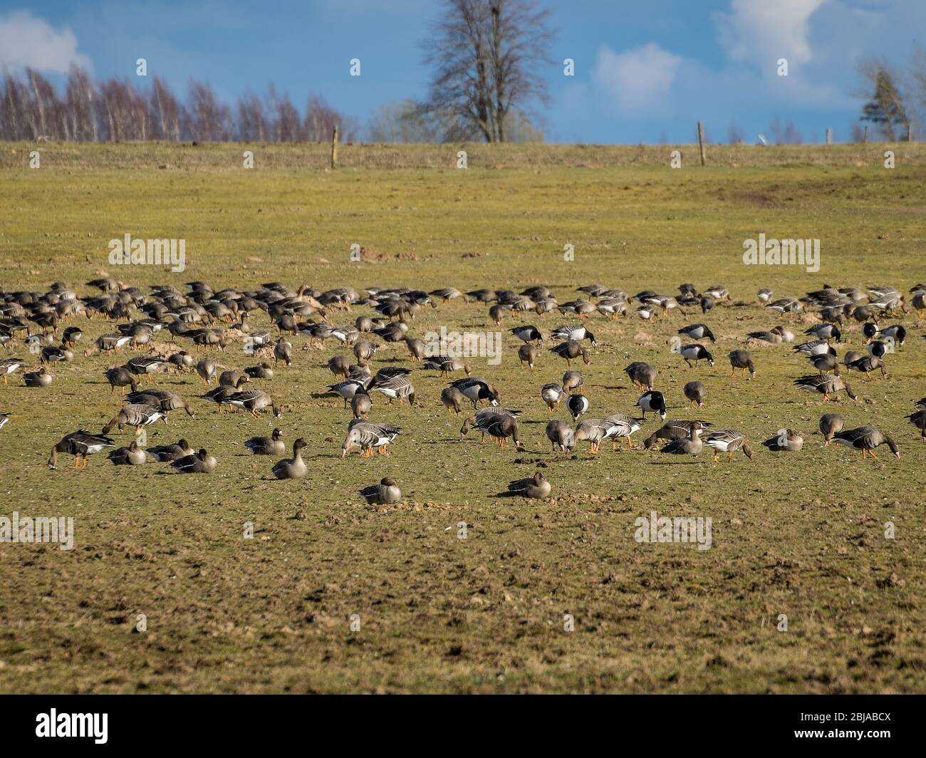 Migration stop overs hi-res stock photography and images - Alamy