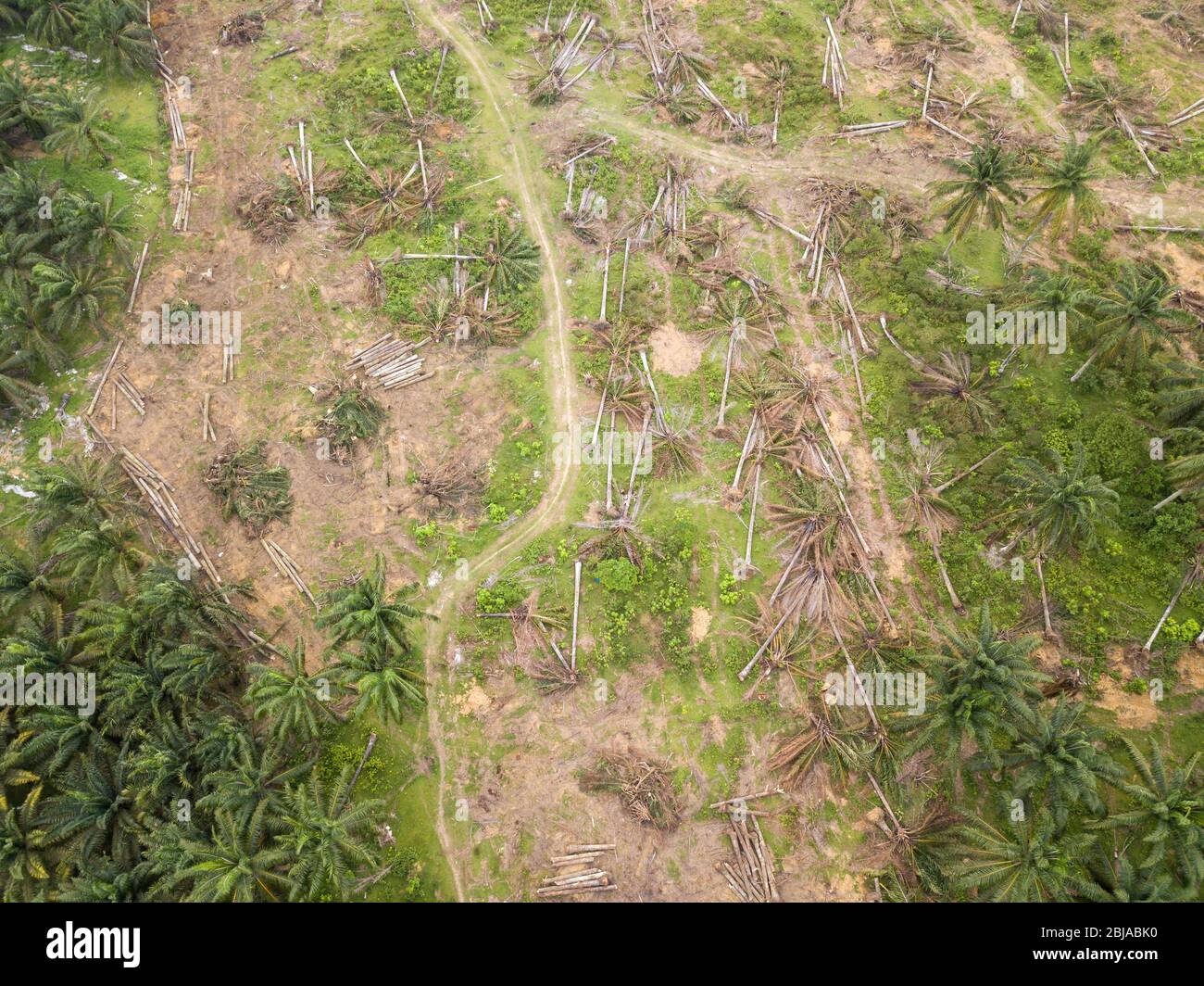 Deforestation palm oil land clear hi-res stock photography and images ...