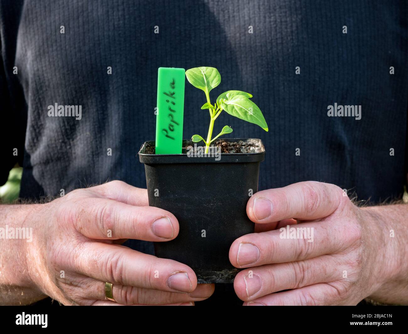 Two masculine hands are holding a pot with a pepper plant Stock Photo ...