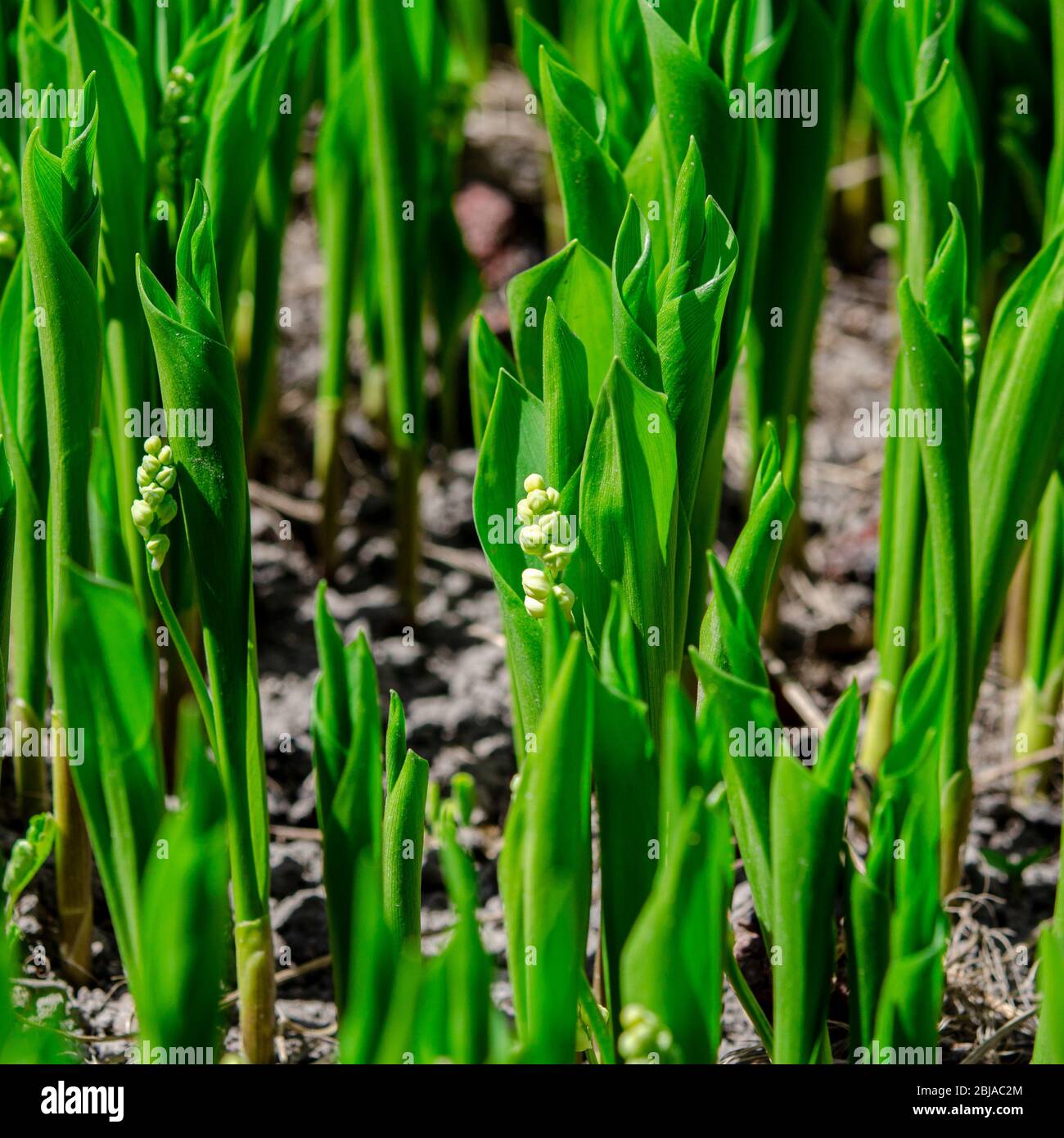 Forest spring lilies of the valley with young buds Stock Photo - Alamy