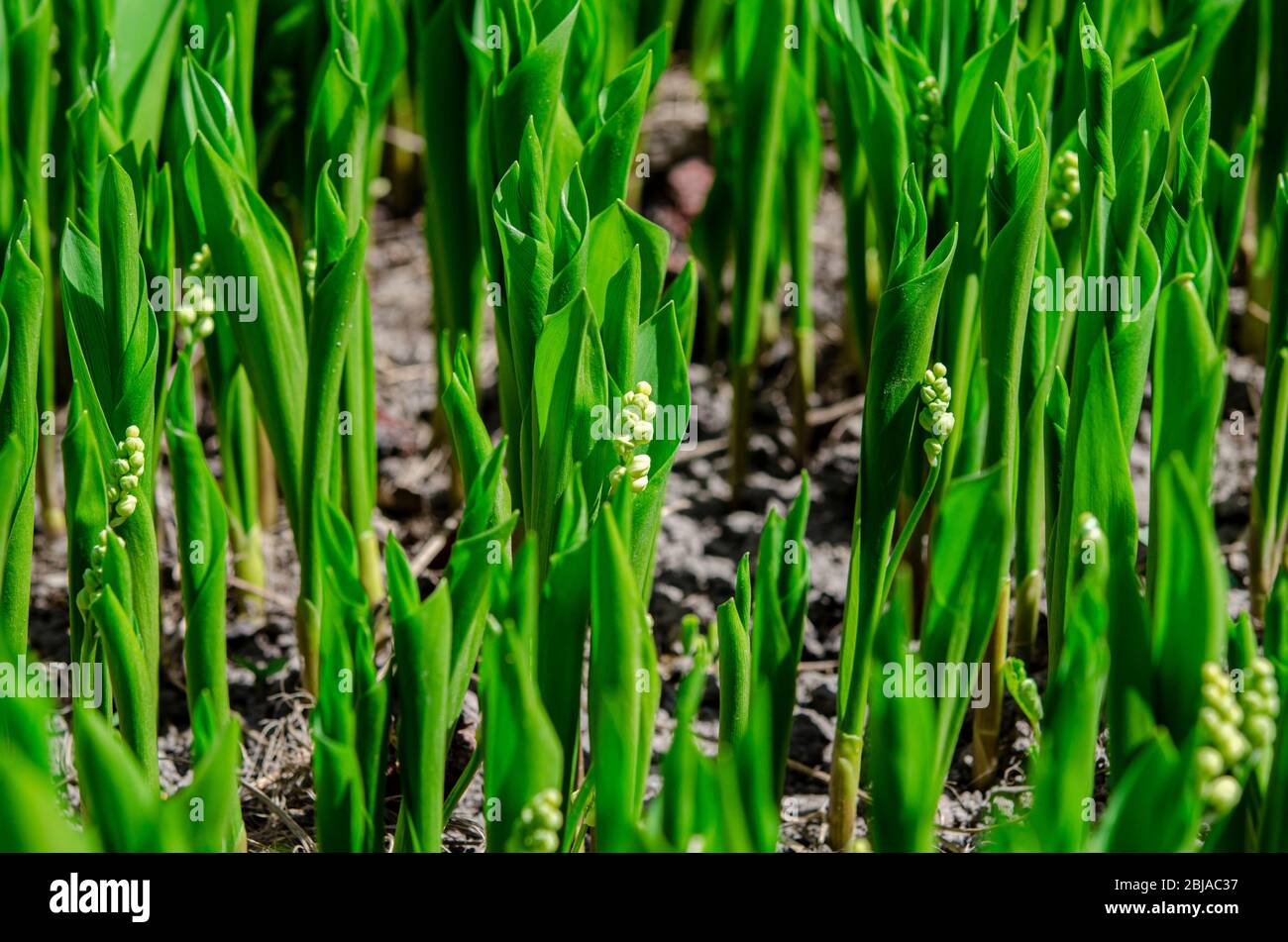 Forest spring lilies of the valley with young buds Stock Photo - Alamy