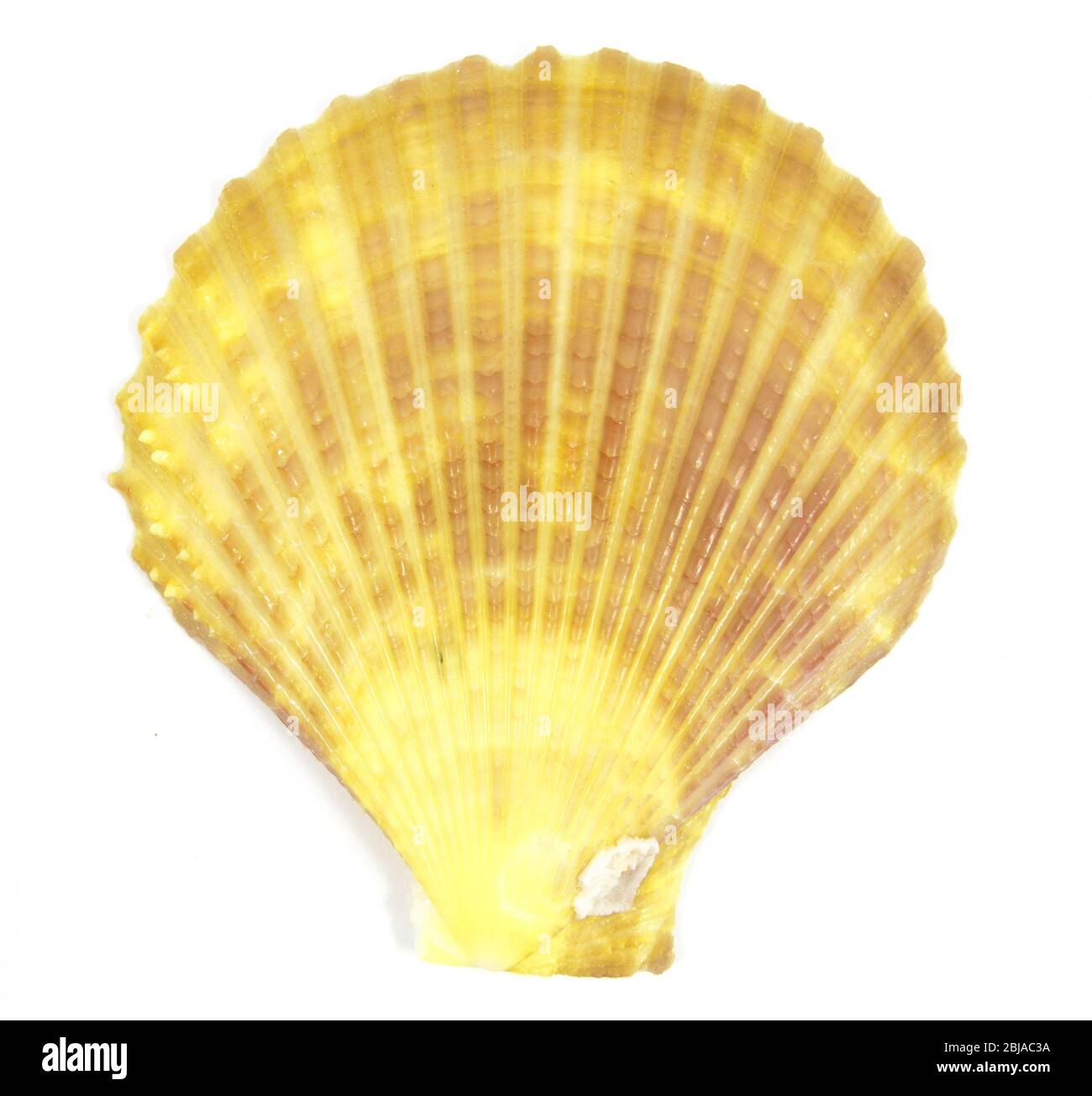 Yellow shell see pectinidae on the white background Stock Photo - Alamy