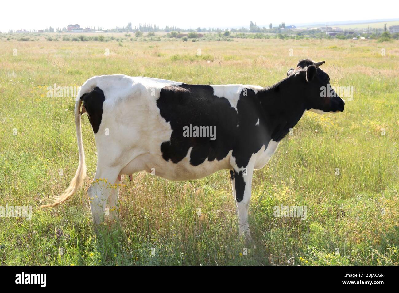 The brindled cow hi-res stock photography and images - Alamy