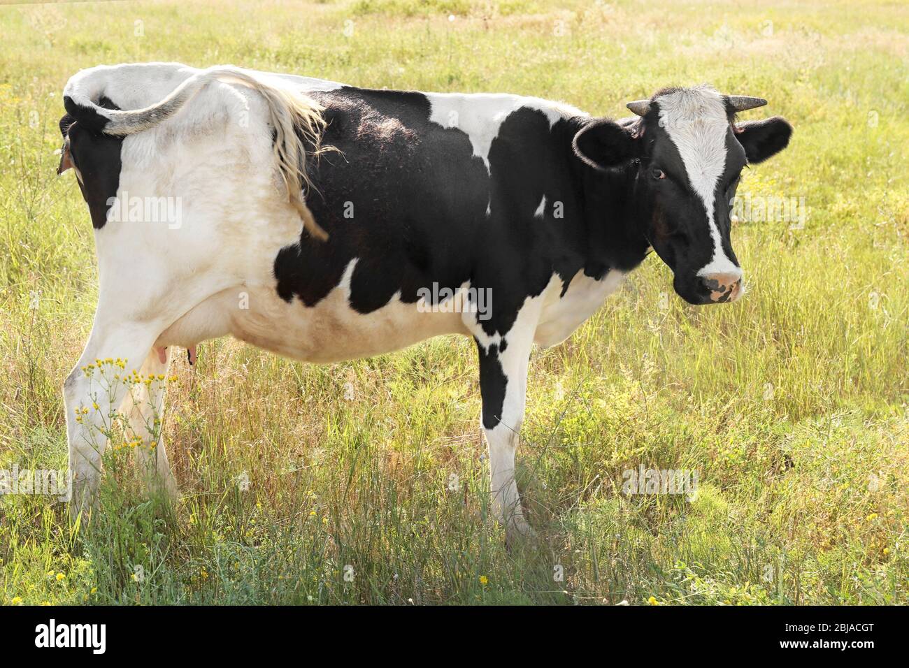 Brindled cow hi-res stock photography and images - Alamy