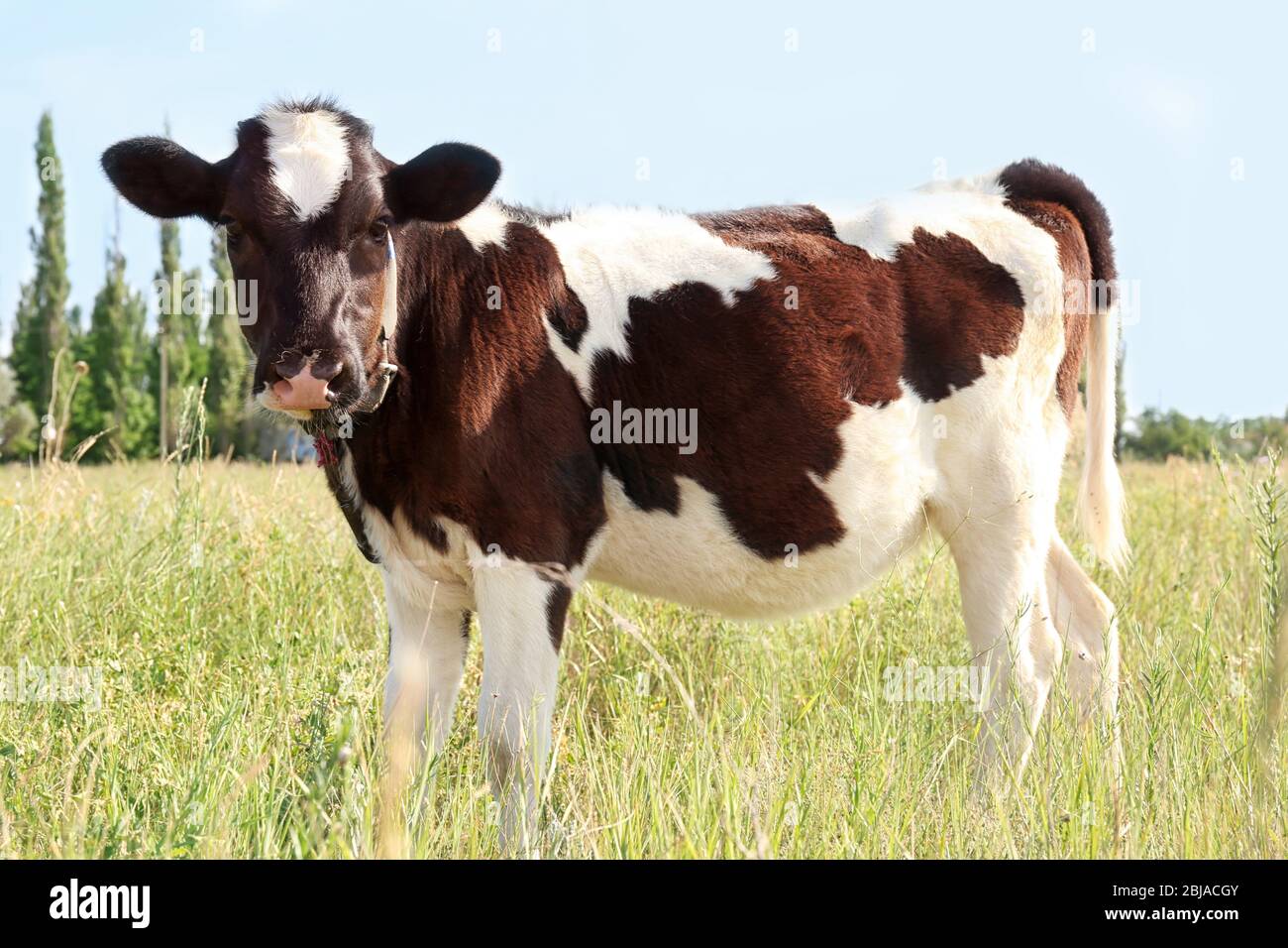 Brindled Cow High Resolution Stock Photography and Images - Alamy