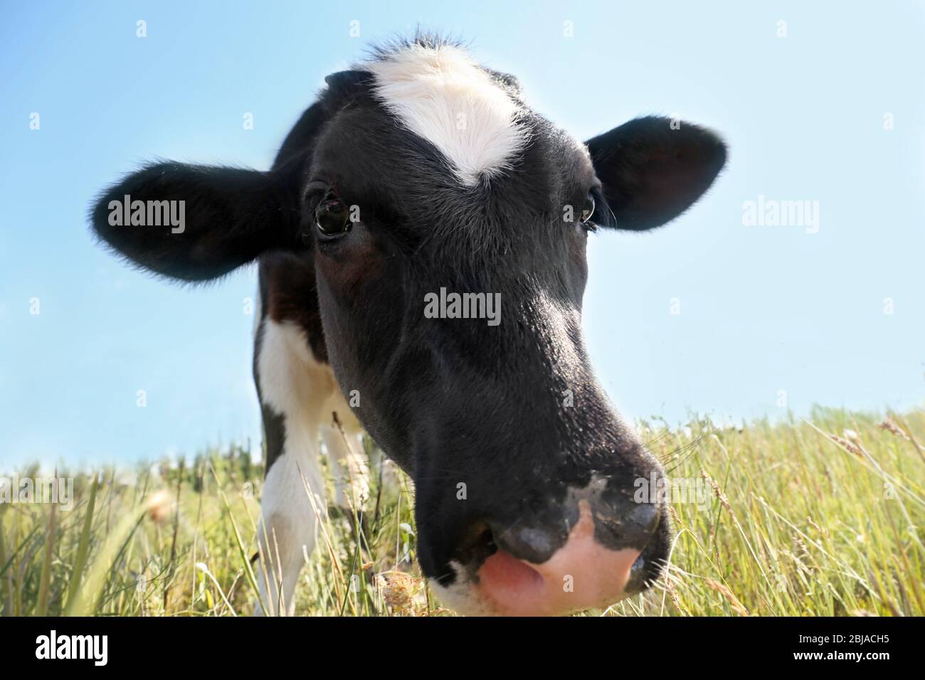 Brindled cow on a field, close up Stock Photo - Alamy