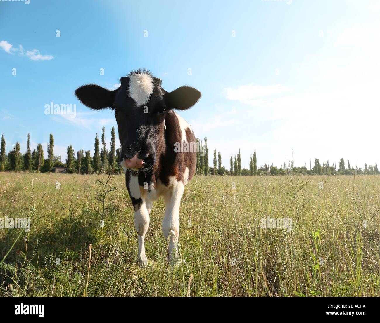The brindled cow hi-res stock photography and images - Alamy