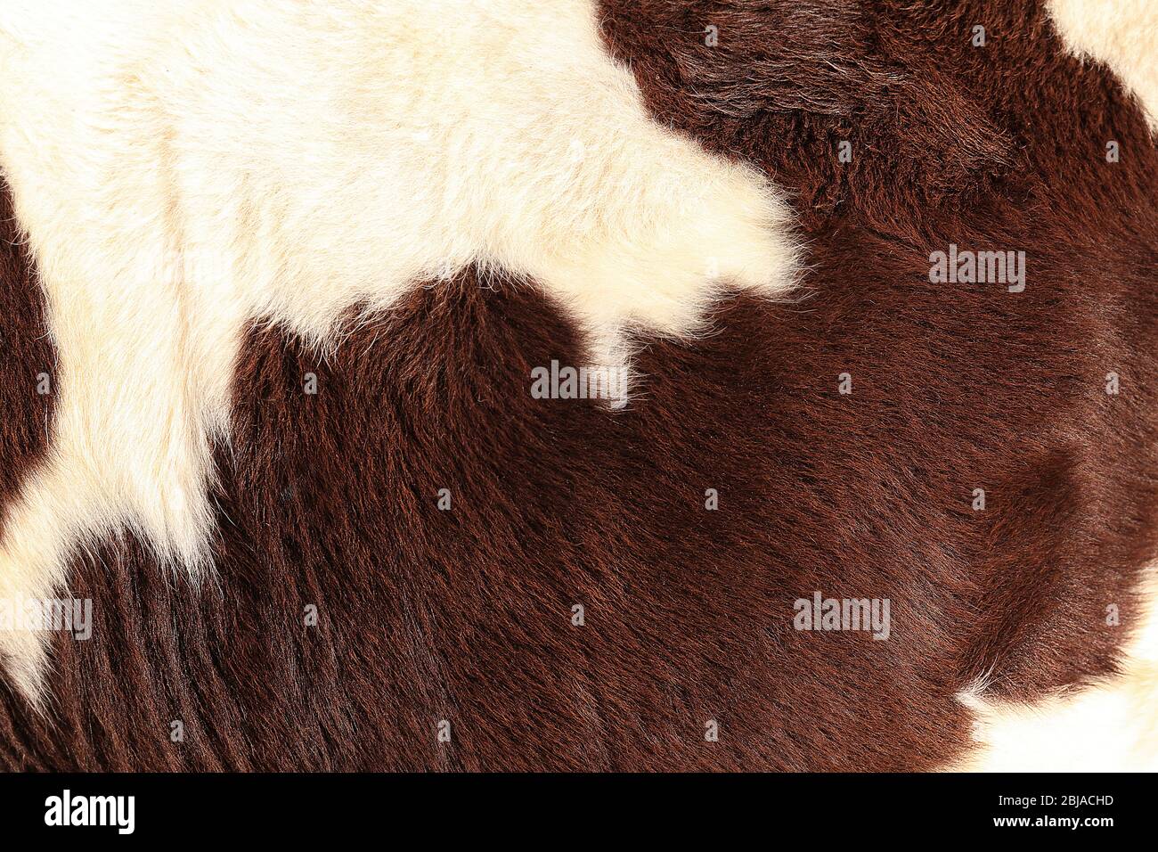 Cow hide macro hi-res stock photography and images - Alamy
