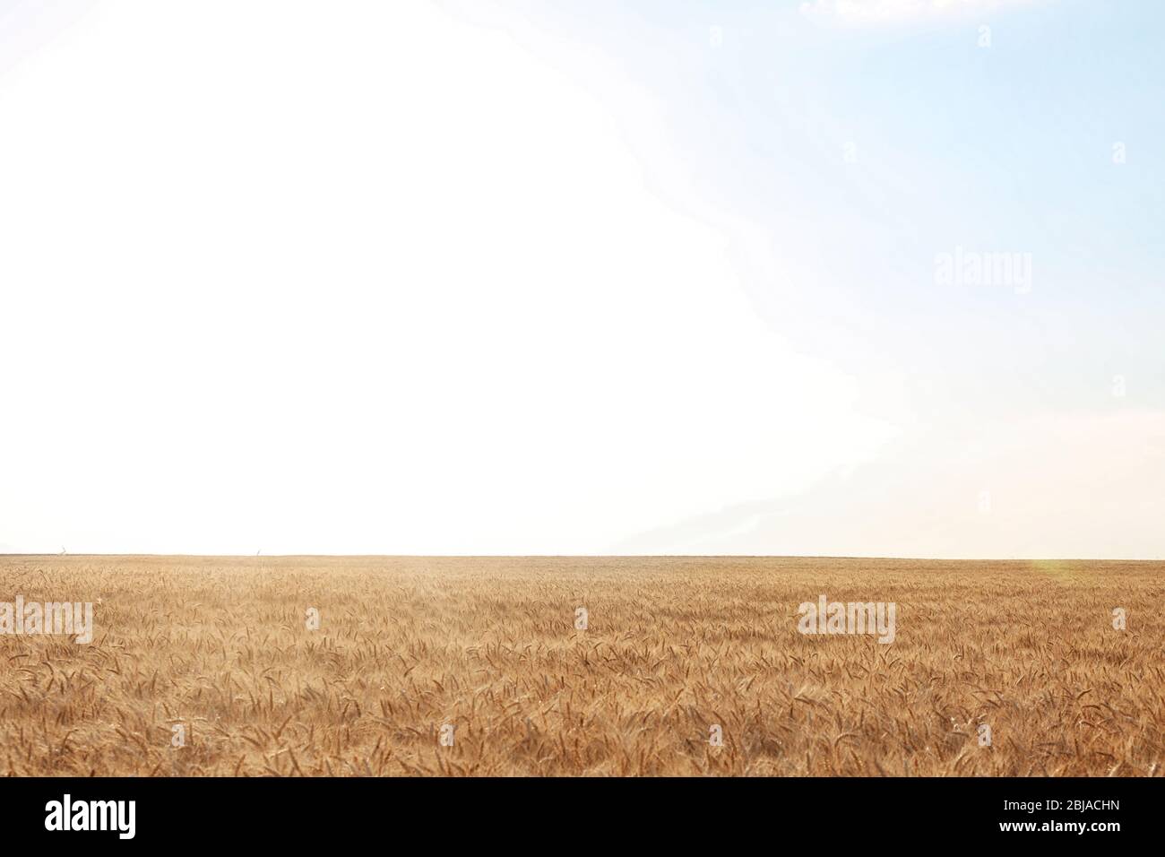 Beautiful wheat field Stock Photo - Alamy