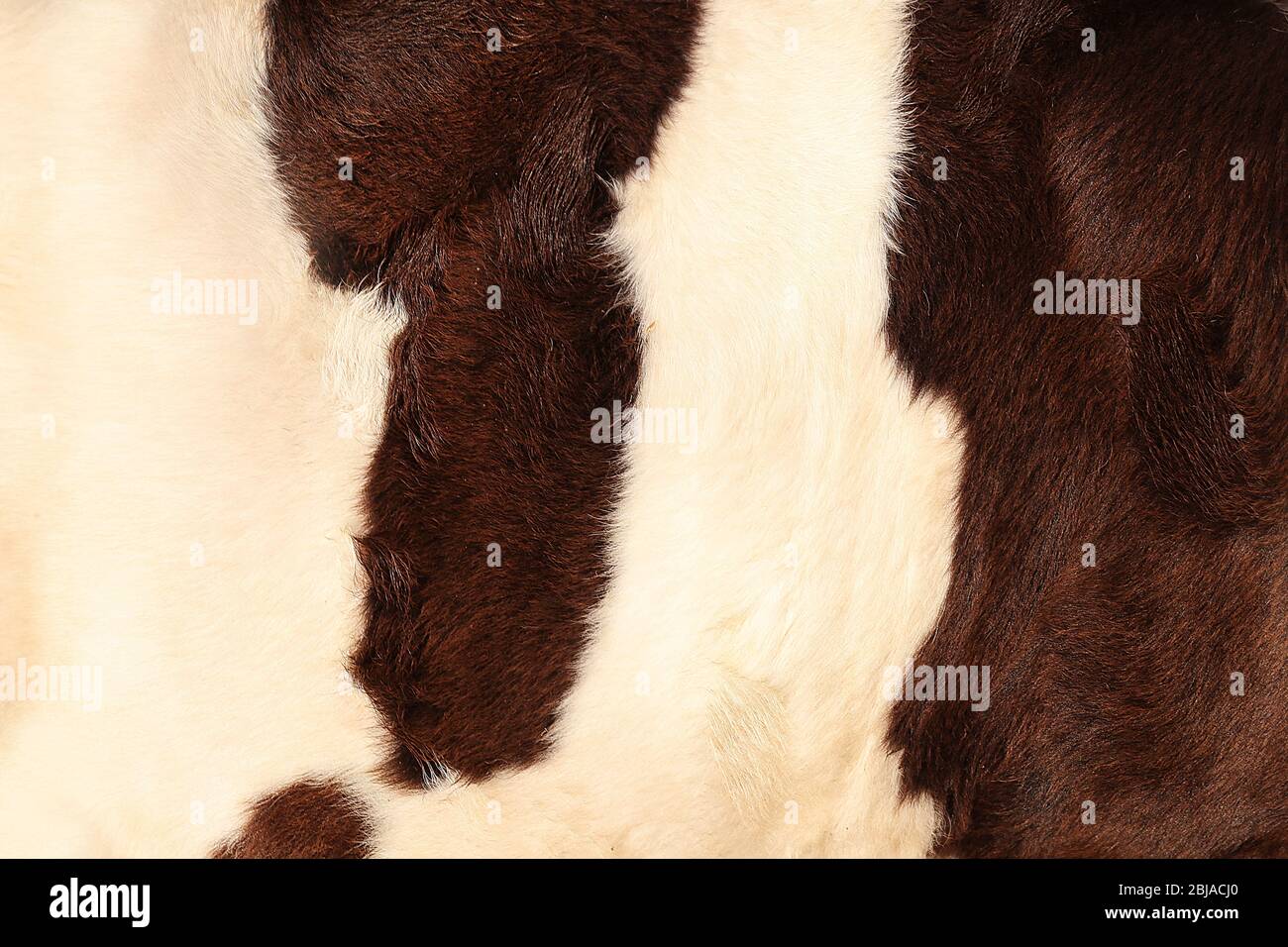 Cow hide macro hi-res stock photography and images - Alamy