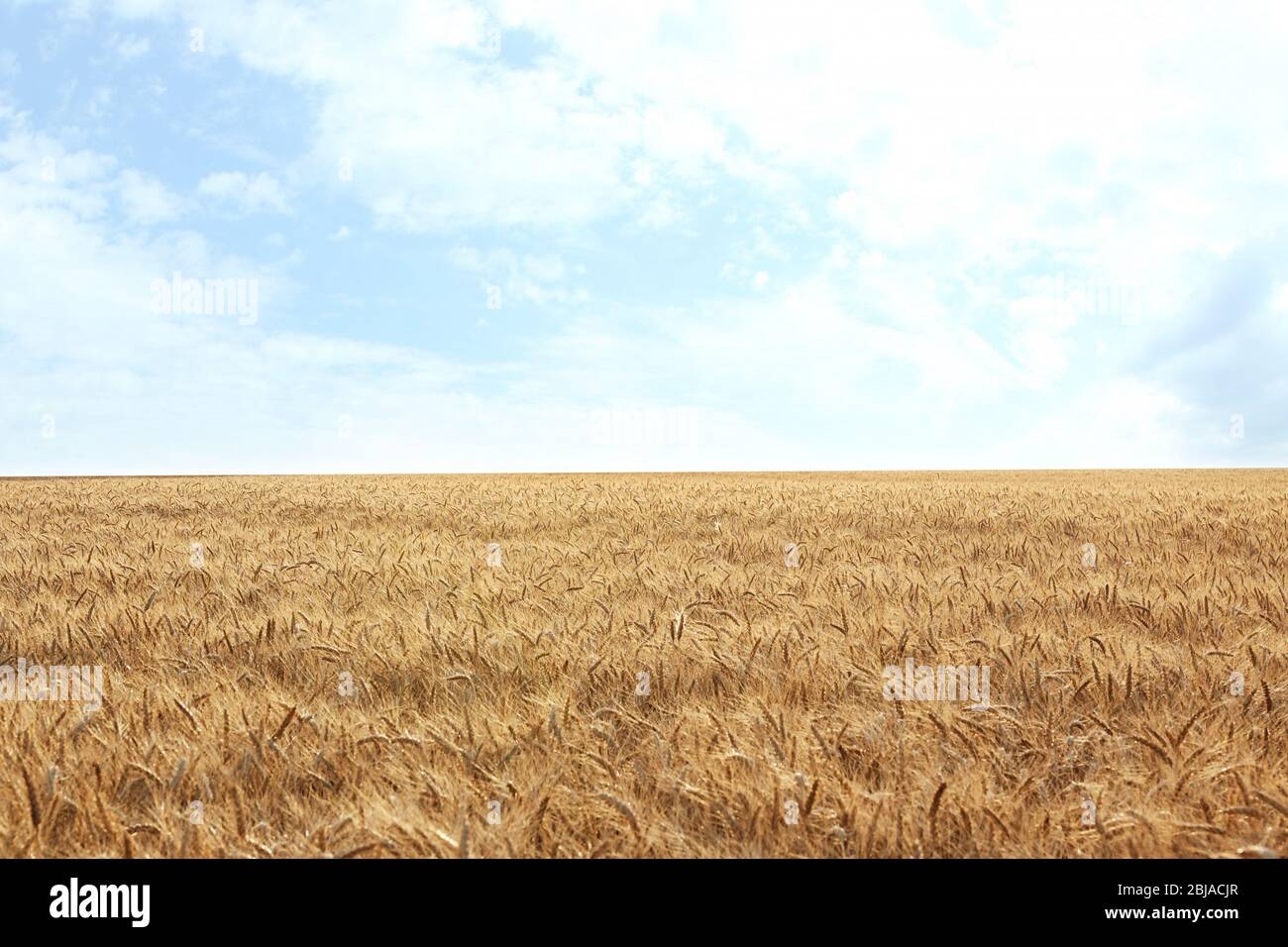Beautiful wheat field Stock Photo - Alamy
