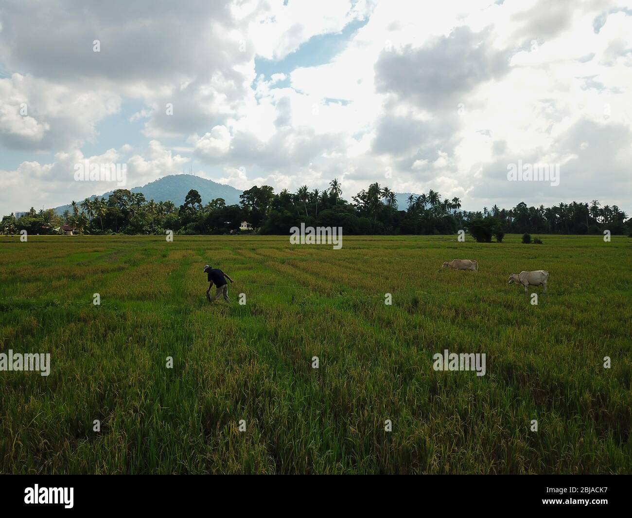 Aerial view a Malays farmer use rope to pull cows at paddy field Stock ...