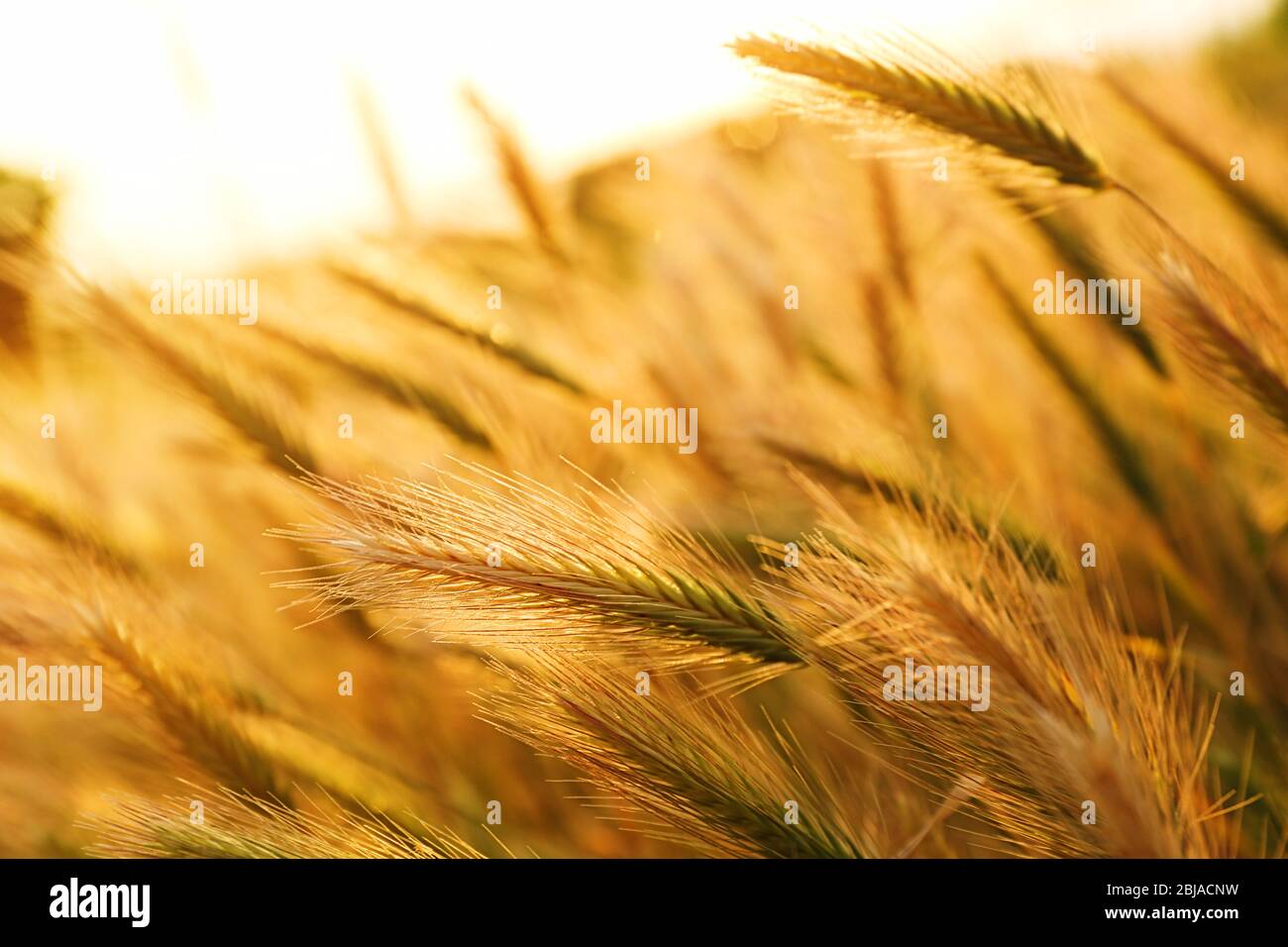 Beautiful wheat field Stock Photo - Alamy